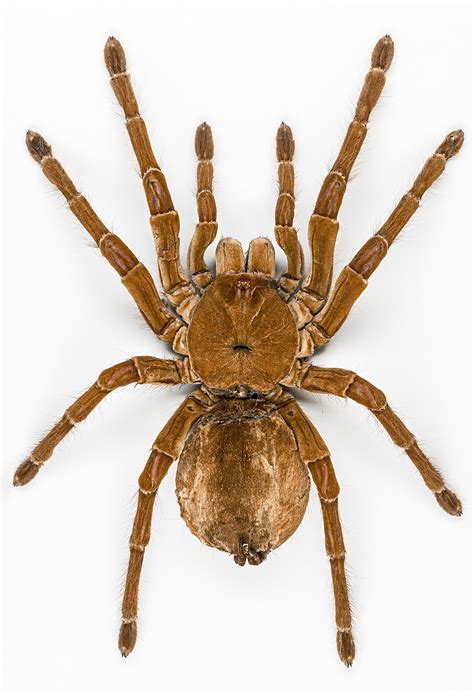 Goliath Birdeater Wikipedia