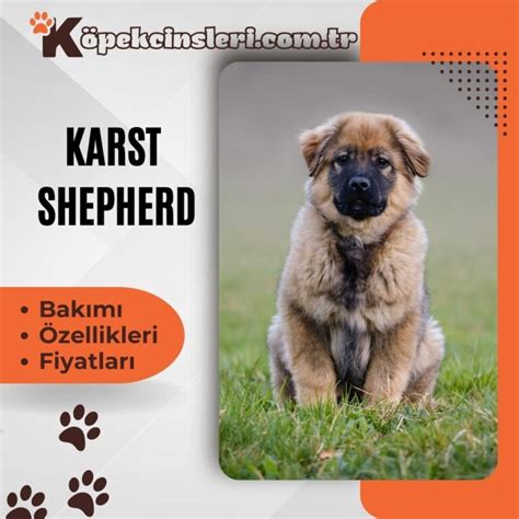 Karst Shepherd Özellikleri Bakımı Ve Fiyatları