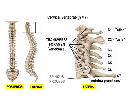 1 Vertebral Column Pdf