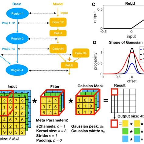 From Mouse Brain To Cnn Model A From Mouse Brain Hierarchy To Cnn