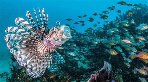 Lionfish Diet