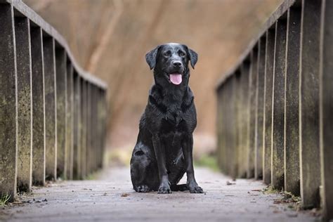 Understand The Signs And Symptoms Of Neurological Problems In Labradors