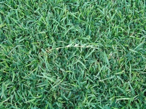 Centipede Grass For Florida Lawns Dickerson Landscaping