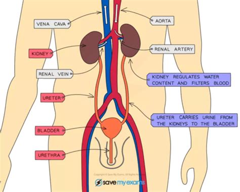 Igcse Biology Excretion Flashcards Quizlet