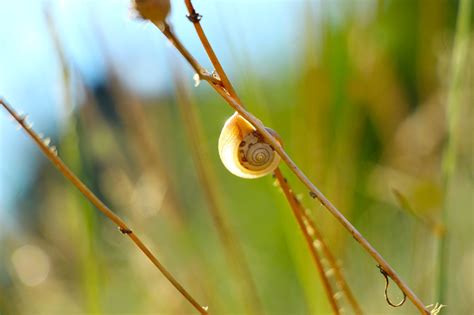 Snail Shell Mollusk Free Photo On Pixabay Pixabay Snail Shell Mollusk Free Photo On Pixabay Pixabay