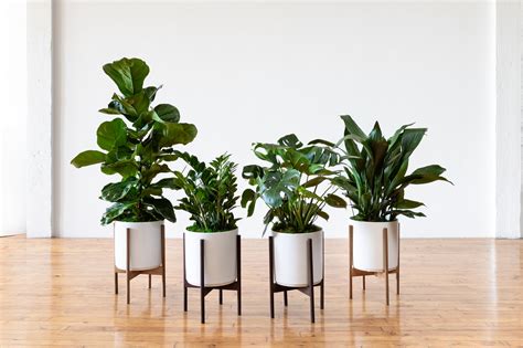 Scandinavian Interior Design Plants