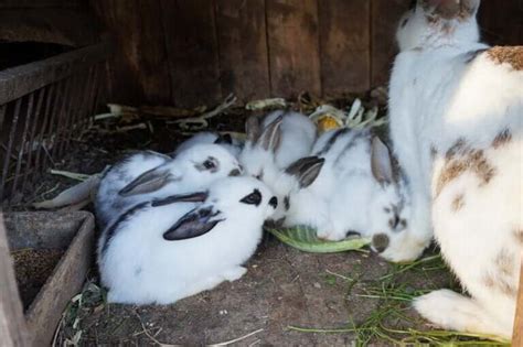 Síndrome Vestibular Em Coelhos O Que é Isso Meus Animais