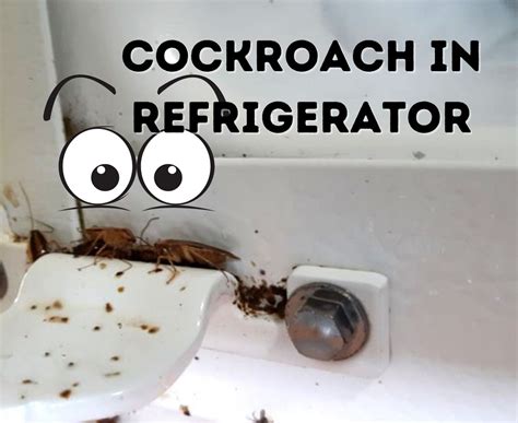 Can Roaches Live In Your Fridge At Norris Carrico Blog