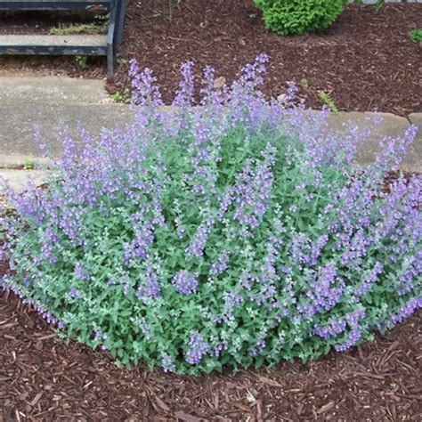 Walkers Low Catmint Etsy
