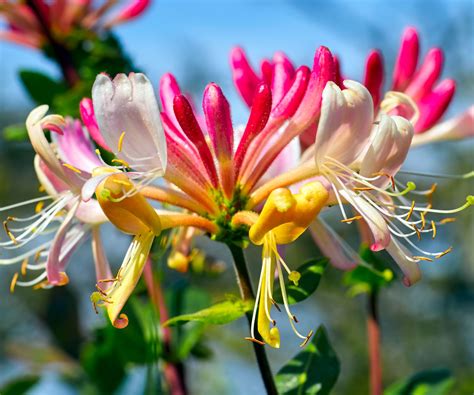 How To Prune Honeysuckle Vines Gardening Know How