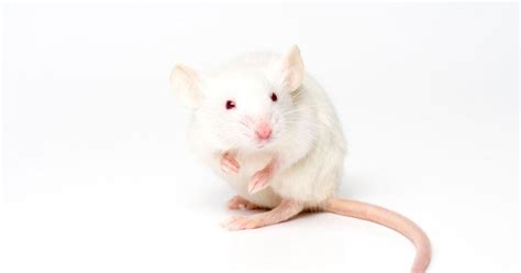 Angela Bultemeier On Linkedin Guess Which Sex Behaves More Erratically