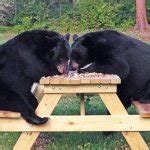 Bears At Picnic Table Together Meme Generator Imgflip