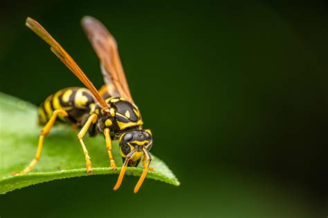 Types Of Wasps Characteristics Habitats And More Facts Net