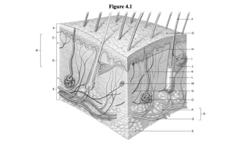 Anatomy Lecture 4 Diagrams Flashcards Quizlet