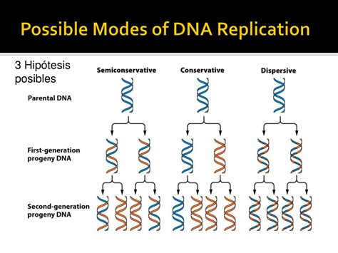 Ppt Dna Estructura Replicacion Transcripcion Procesamiento Y