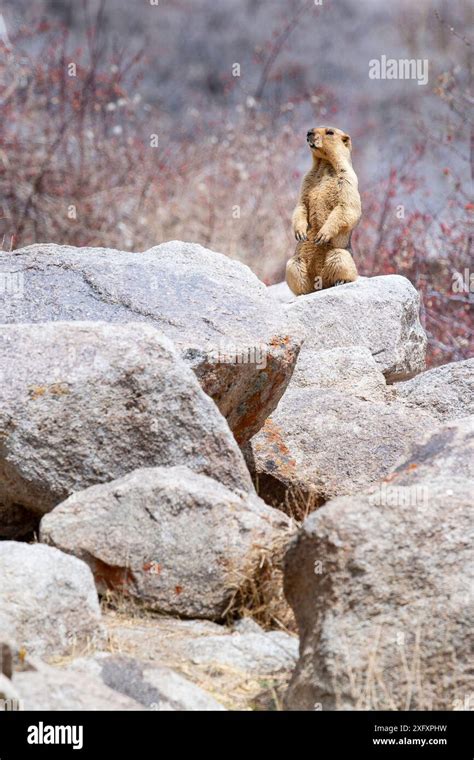 Himalayan Marmot Marmota Himalayana Acting As A Lookout Sentinel