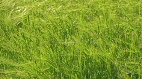 The Rye Green Growing In The Field Rye Ear Close Up Secale Cereale