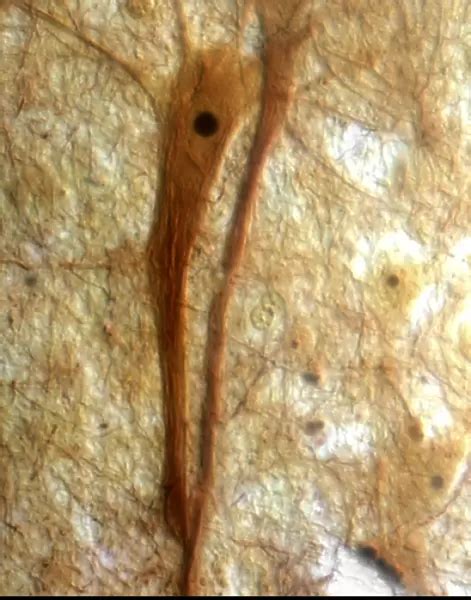 Jigsaw Puzzle Of Pyramidal Neurons Light Micrograph With Nissl