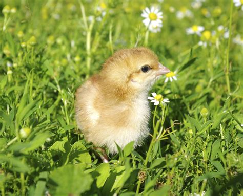 How To Identify Chick Breeds Artofit