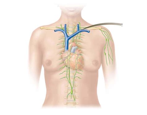 Main Lymph And Ducts Quiz