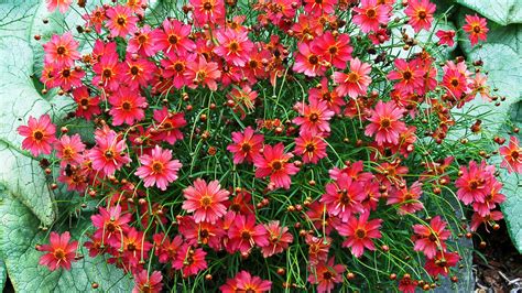 Youll Fall In Love With These Gorgeous Coreopsis Varieties Sunset