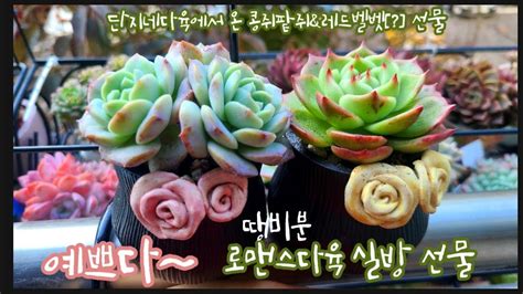 예쁜 땡삐분에 콩쥐팥쥐 And 레드벨벳 분갈이해요 ~ 레드벨벳 같은디~ 선물 감사합니다 구독자님들~예쁘게 담아서 예쁘게 잘