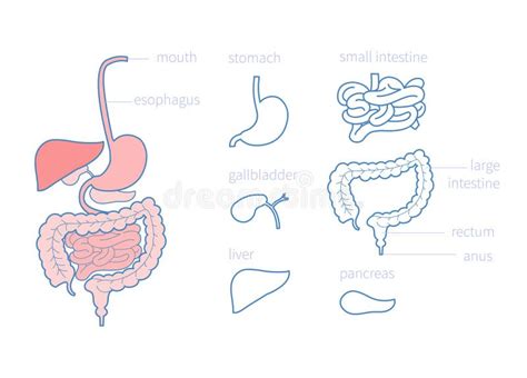 Human Digestive System Drawing Stock Illustrations 2333 Human