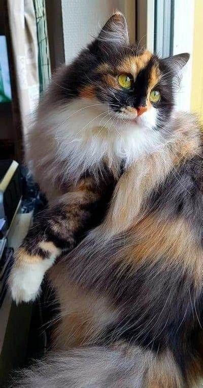 Maine Coon Calicó Calico And Tabby Maine Coon Kittens Photo Wp44498