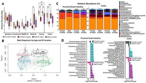 Gut Biogeography Accentuates Sex Related Differences In The Murine
