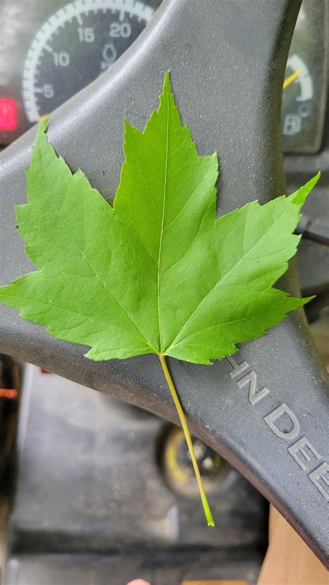 Maple Type R Treeidentification