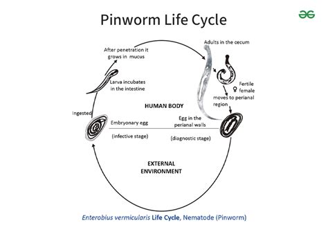 Pinworm Life Cycle Geeksforgeeks