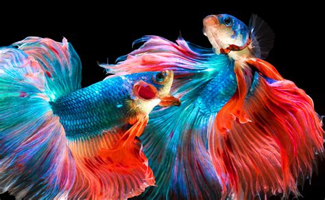 Asus Vivobook Go Oled Thin And Light Laptop Inch Fhd Amd Ryzen Th Gen Gb Gb