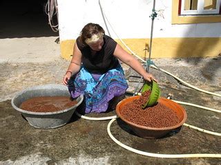 Marta Washing The Hydroton Balls Flickr Photo Sharing