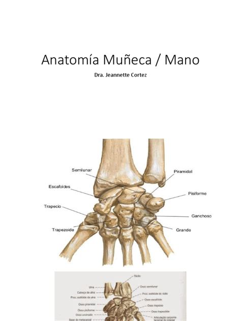 Diagrama De Anatomía De La Muñeca Carpo Muñeca Youtube