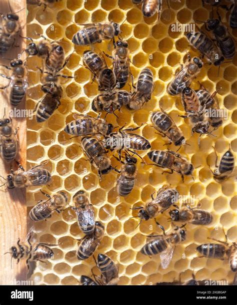 Honeybees Colony Of Honey Bees Apis Mellifera On Honeycomb Structure