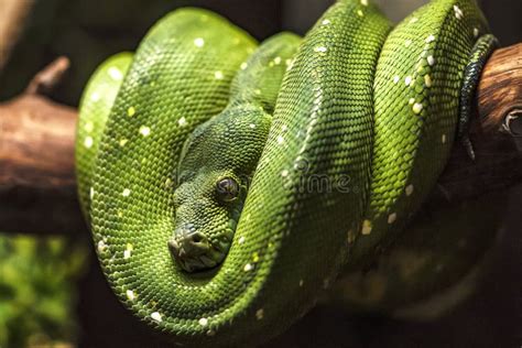 Green Python On A Branch Close Up Python Eye Close Up Stock Image Image Of Branch Colorful