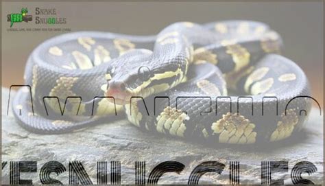 Ball Python Common Morph Types 15 Popular Varieties Explained