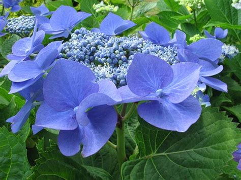 Hydrangea Tellers Blue Macrophylla Degroot