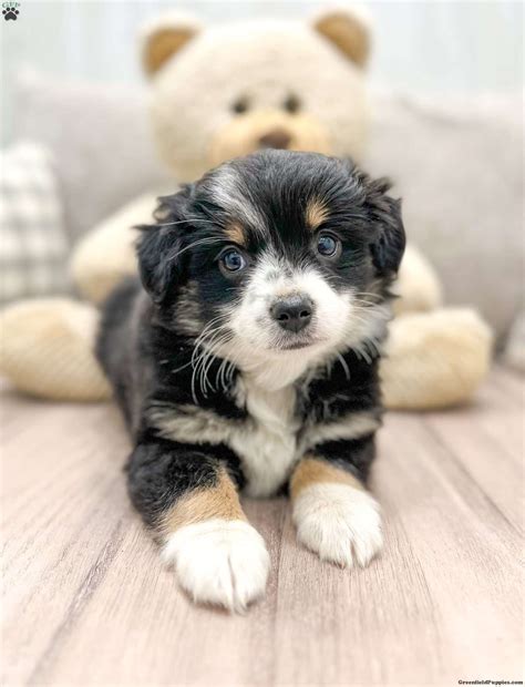 Miniature Australian Shepherd Puppies For Sale Gfp