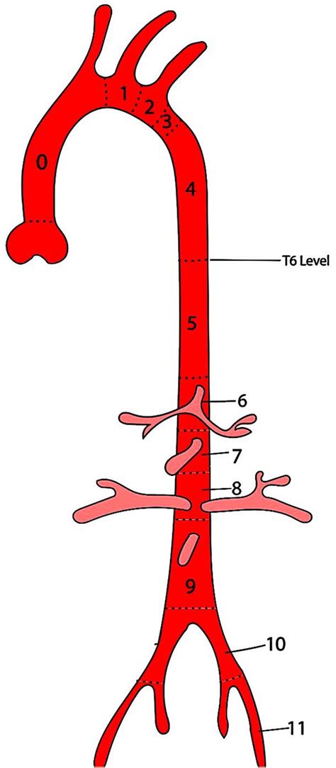 Shimaru Anatomical Landing Zone Map The Positions Of The Proximal And