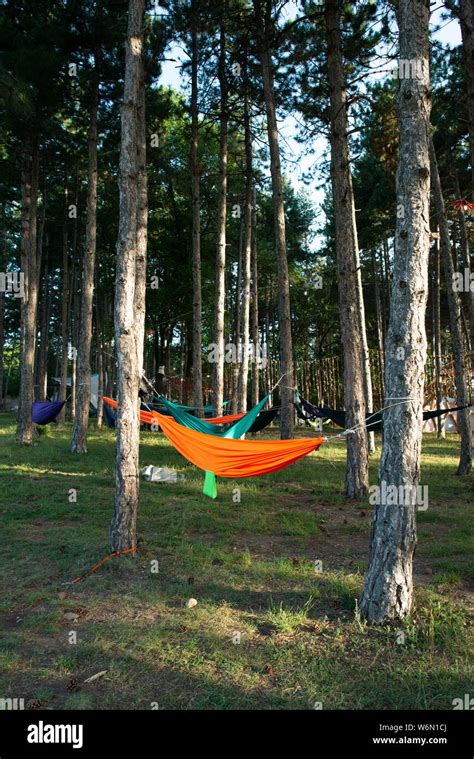 Hammocks On Trees In The Forest Sunshine Morning In The Forest Many