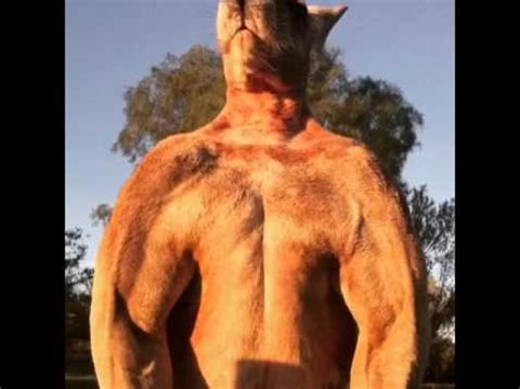 Roger The Kangaroo At The Kangaroo Sanctuary Buff Kangaroo Youtube