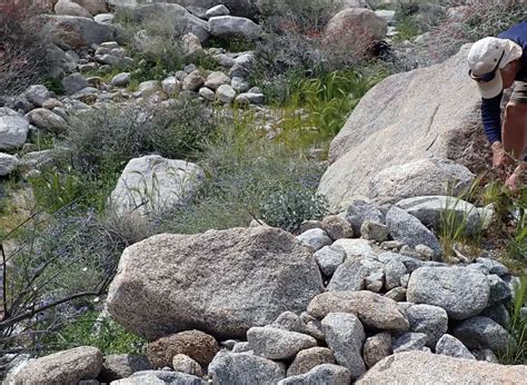 Plant Species Of The Borrego Desert Poaceae Stipa Capensis Spear Needlegrass