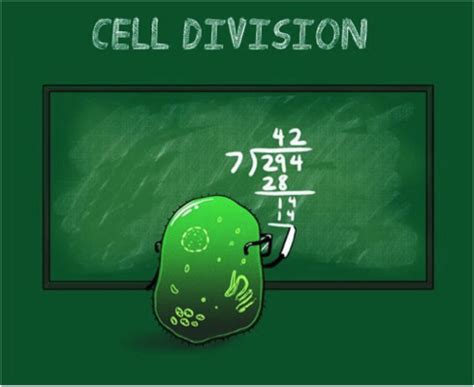 Bio Chapter 9 Flashcards Quizlet