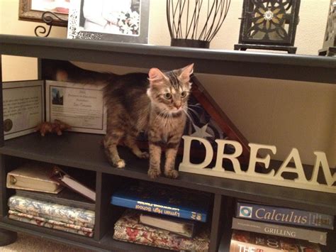 Meet My New Kitty Chloe R Aww