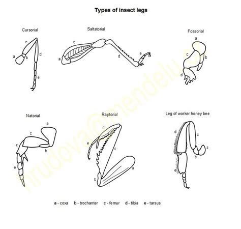 Insect Leg Types Insect Legs Insect Anatomy Bugs And Insects