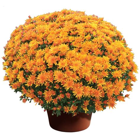 Stephany Bronze Yoder Garden Mum Plant Growjoy