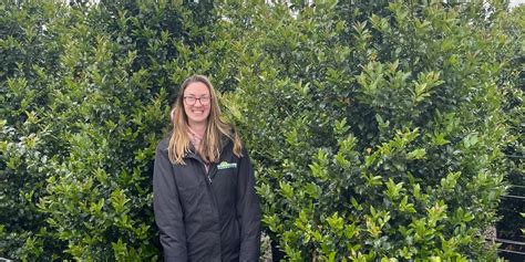 Evergreen Hedging — Page 2 — Grasslands Nursery