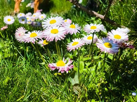 Delicate White And Pink Daisies Or Bellis Perennis Flowers On Green
