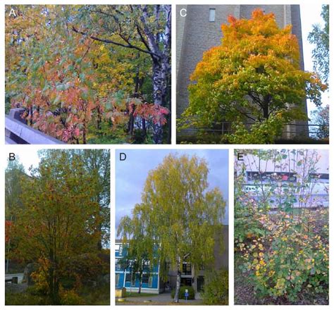 Autumn Senescence In Single Leaves Of Deciduous Trees